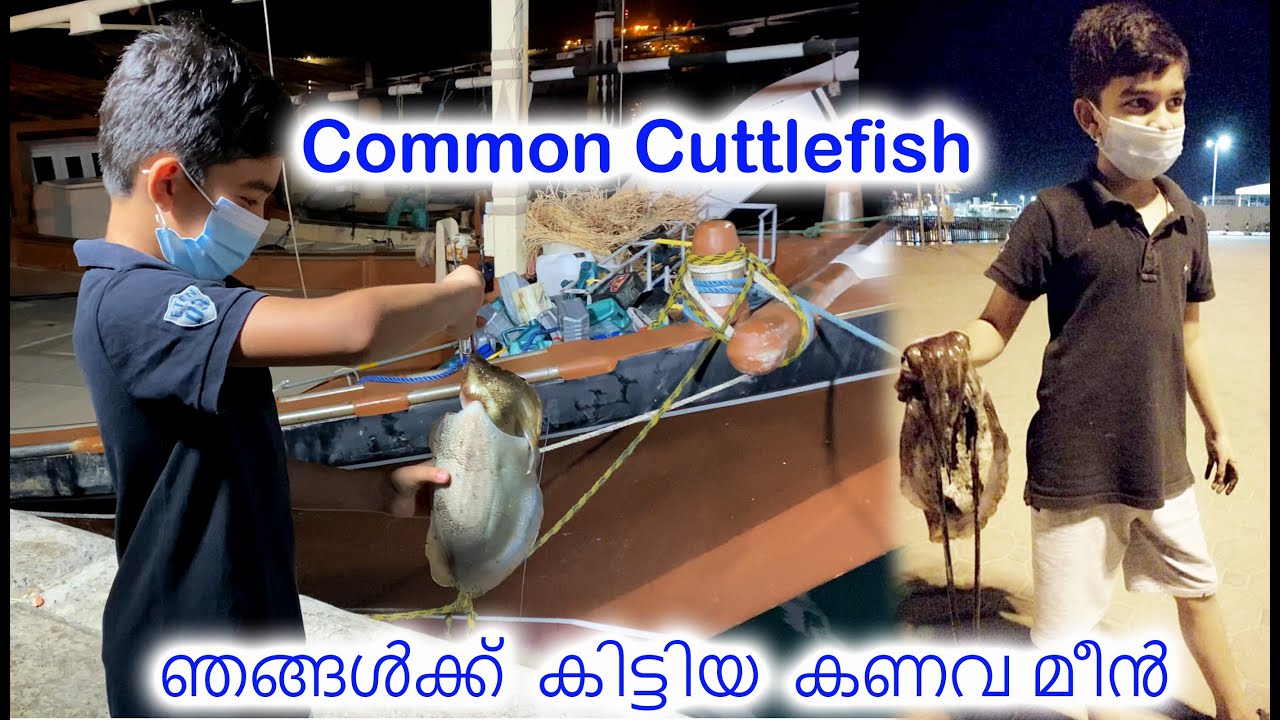 ഞങ്ങൾക്ക് കിട്ടിയ കണവ മീൻ (common cuttle Fishing, Koonthal Fishing ...