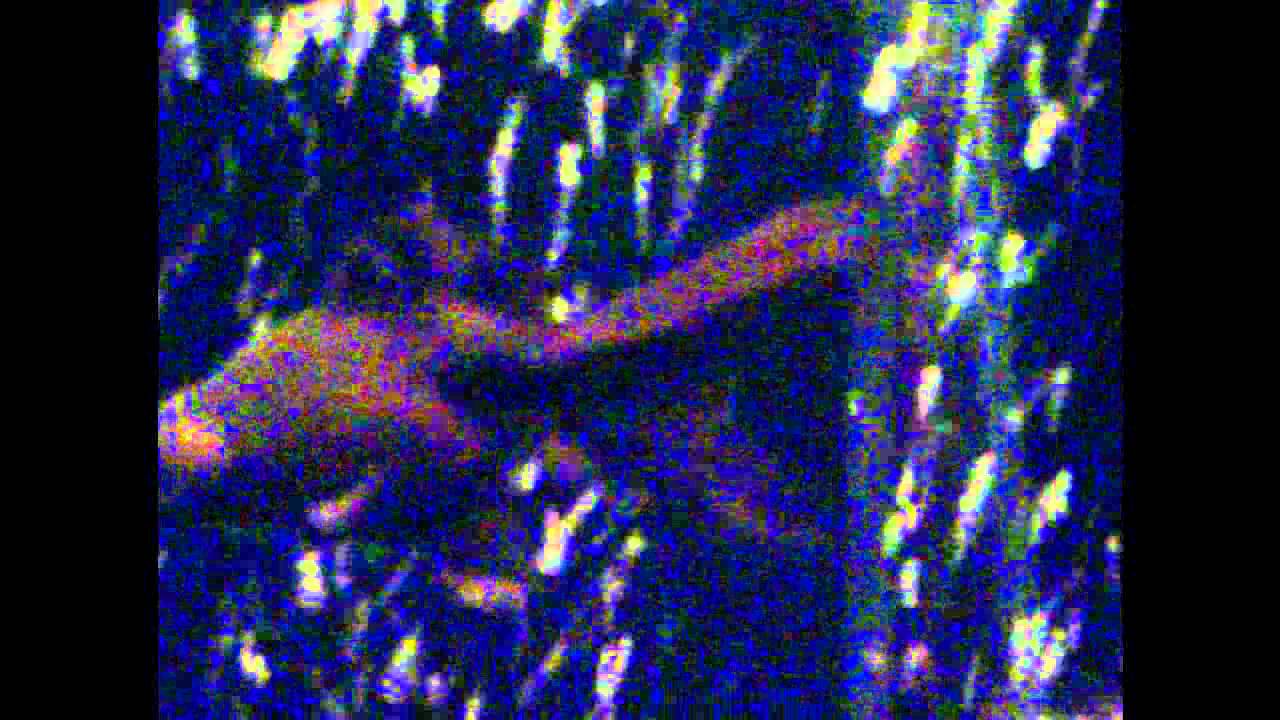 PJ Fish sings the Manah Manah song - YouTube