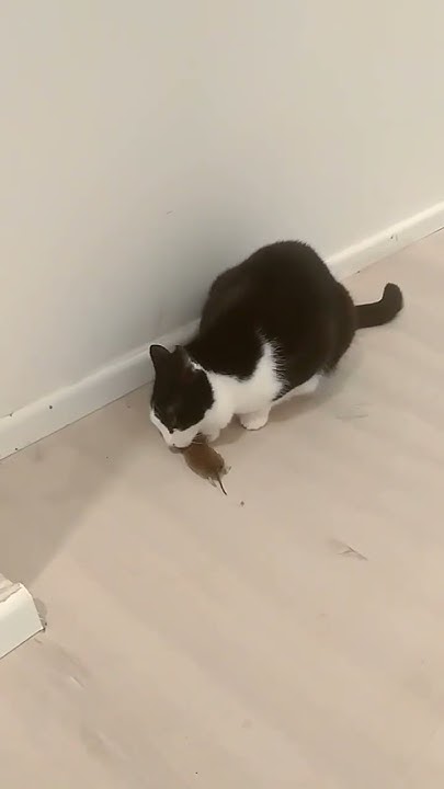 Наша бездомная кошка принесла нам мышку🐁🐱 Youtube