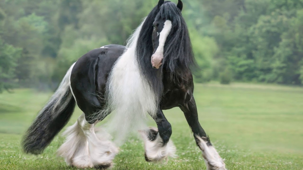 Top 10 Beautiful Horses in the World - YouTube