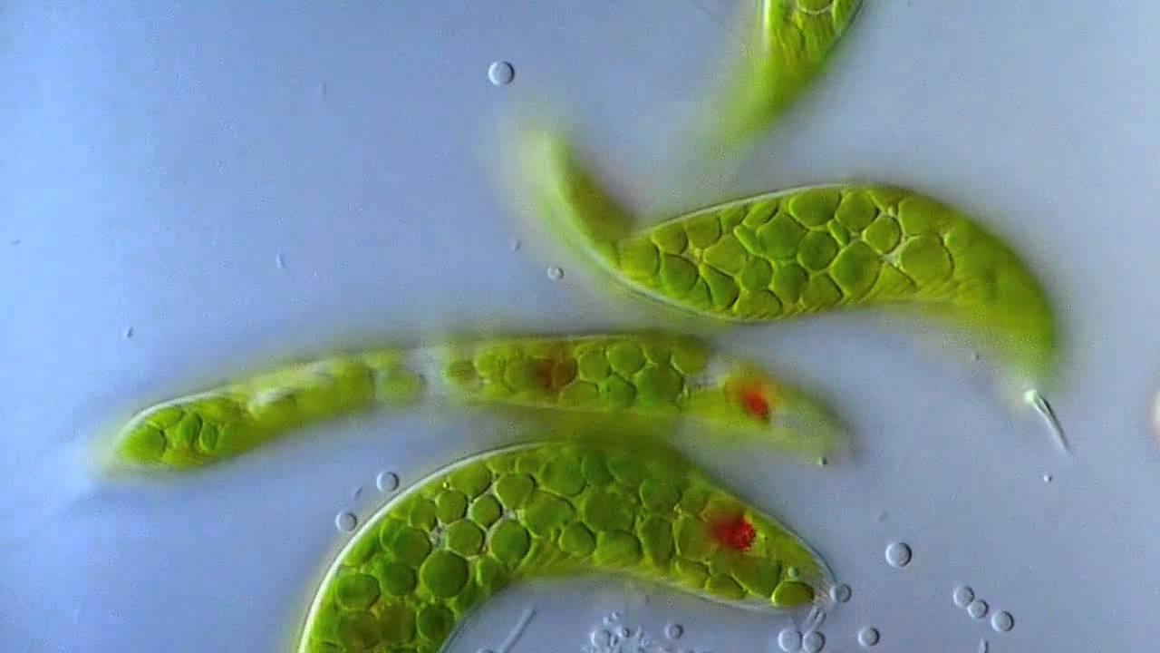 Euglena - YouTube