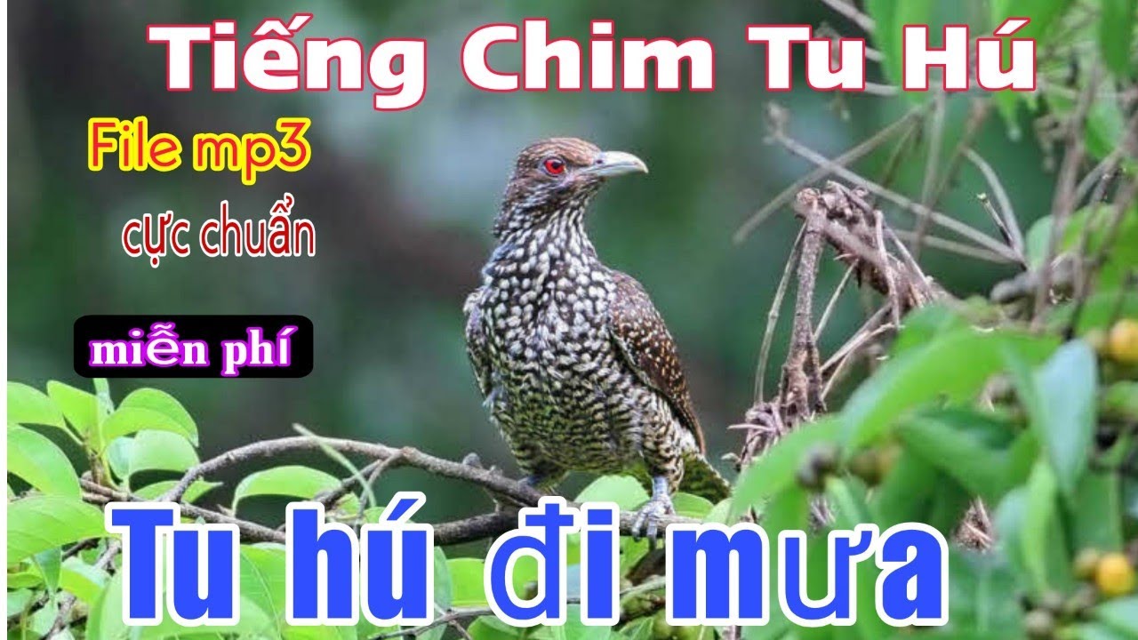 Tiếng chim tu hú gọi bầy | không tạp âm to rõ.Âm thanh chuẩn - YouTube