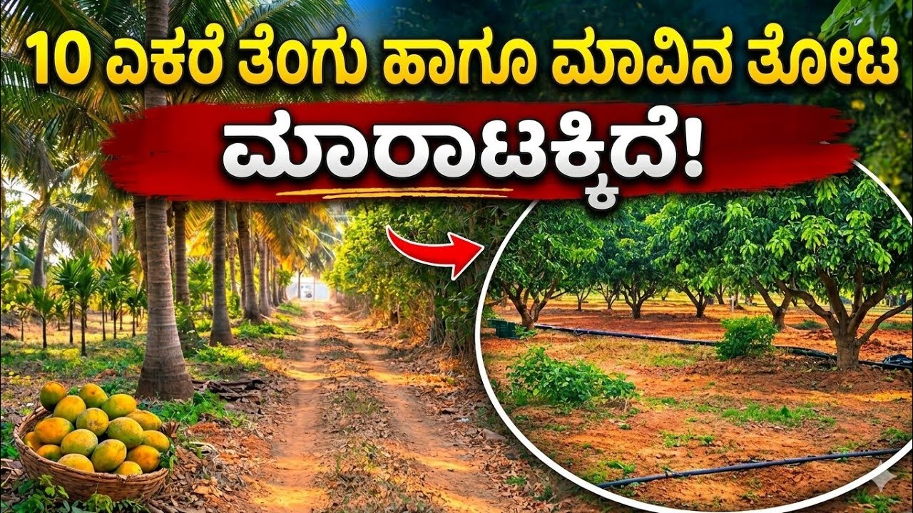10 Acre Coconut & Mango Farm Land For Sale Near Parashurampura ...