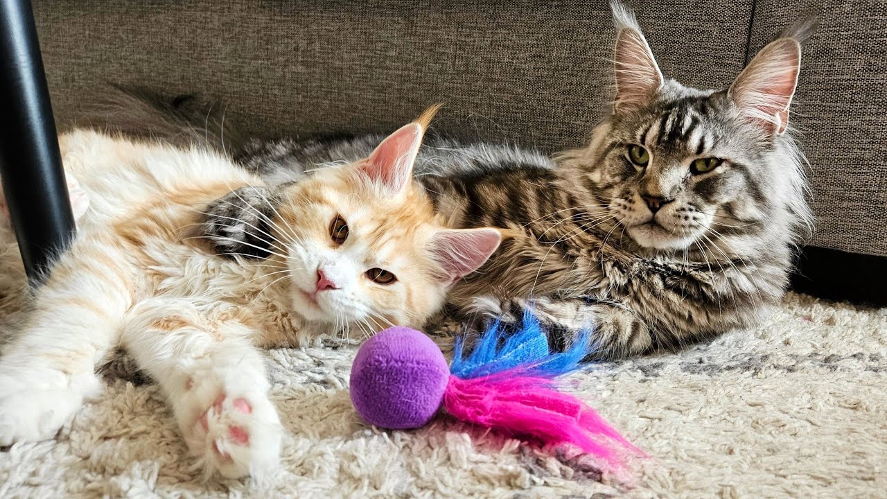 Maine Coons and the Funny Feather Toy! - YouTube