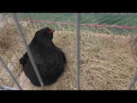 VIDEO| Araucana, o găină cu ouă verzi! Un bărbat din Alba crește ...