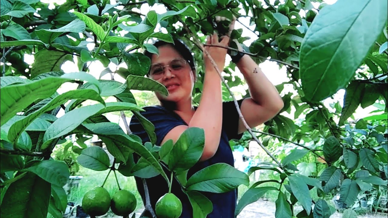 Nanguha kami ng bayabas bisaya | Wild guava | Buhay probinsya - YouTube