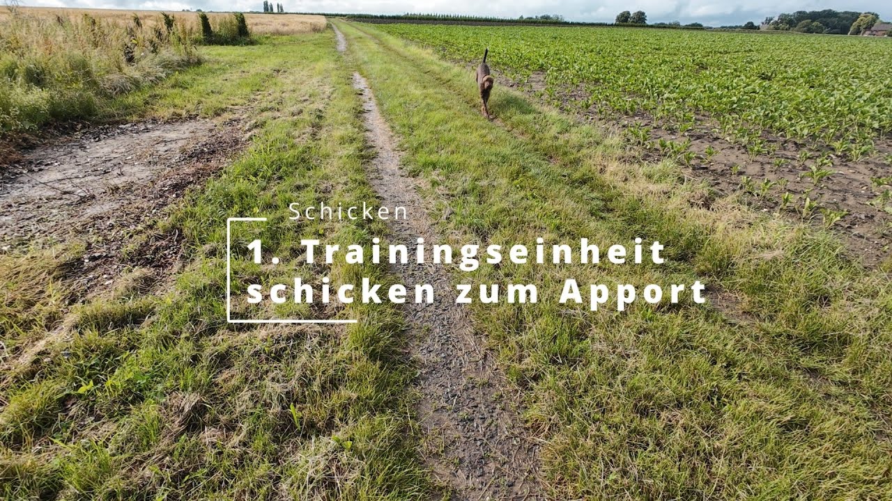 Schicken 1. Training / Vorbereitung Schicken bzw. Einweisen zum Apport ...