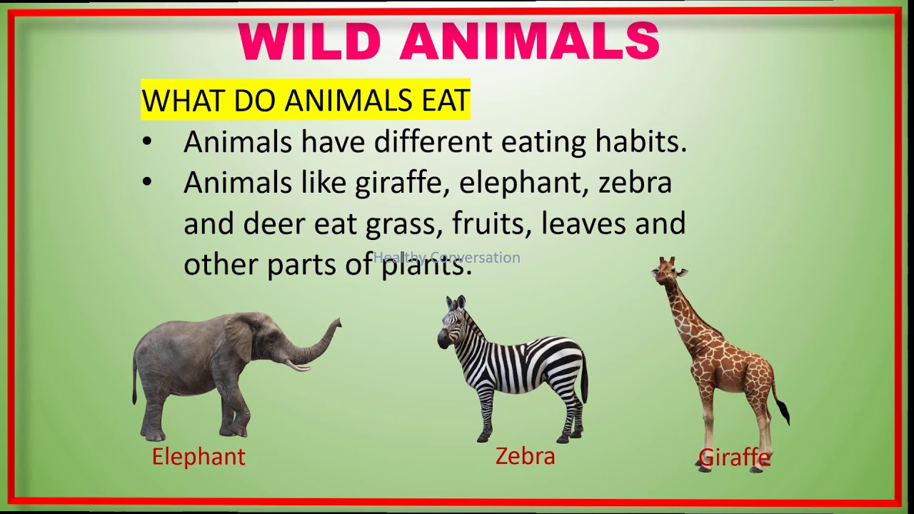 science theory WILD ANIMALS CLASS 2 FOR CHILDREN - YouTube