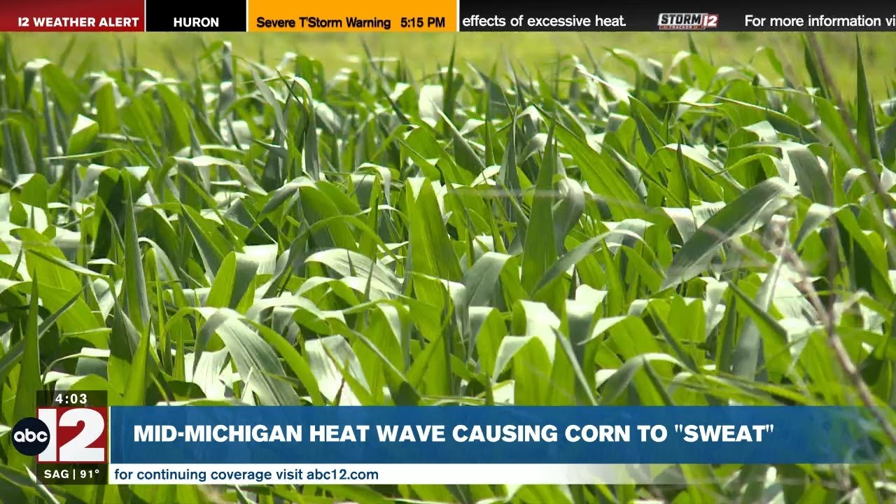 Mid-Michigan heat wave causing corn to 'sweat' - YouTube