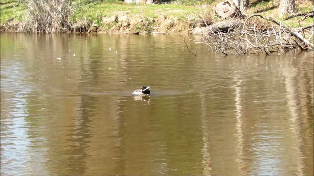 German Jagdterrier: Alli-Duck search - YouTube