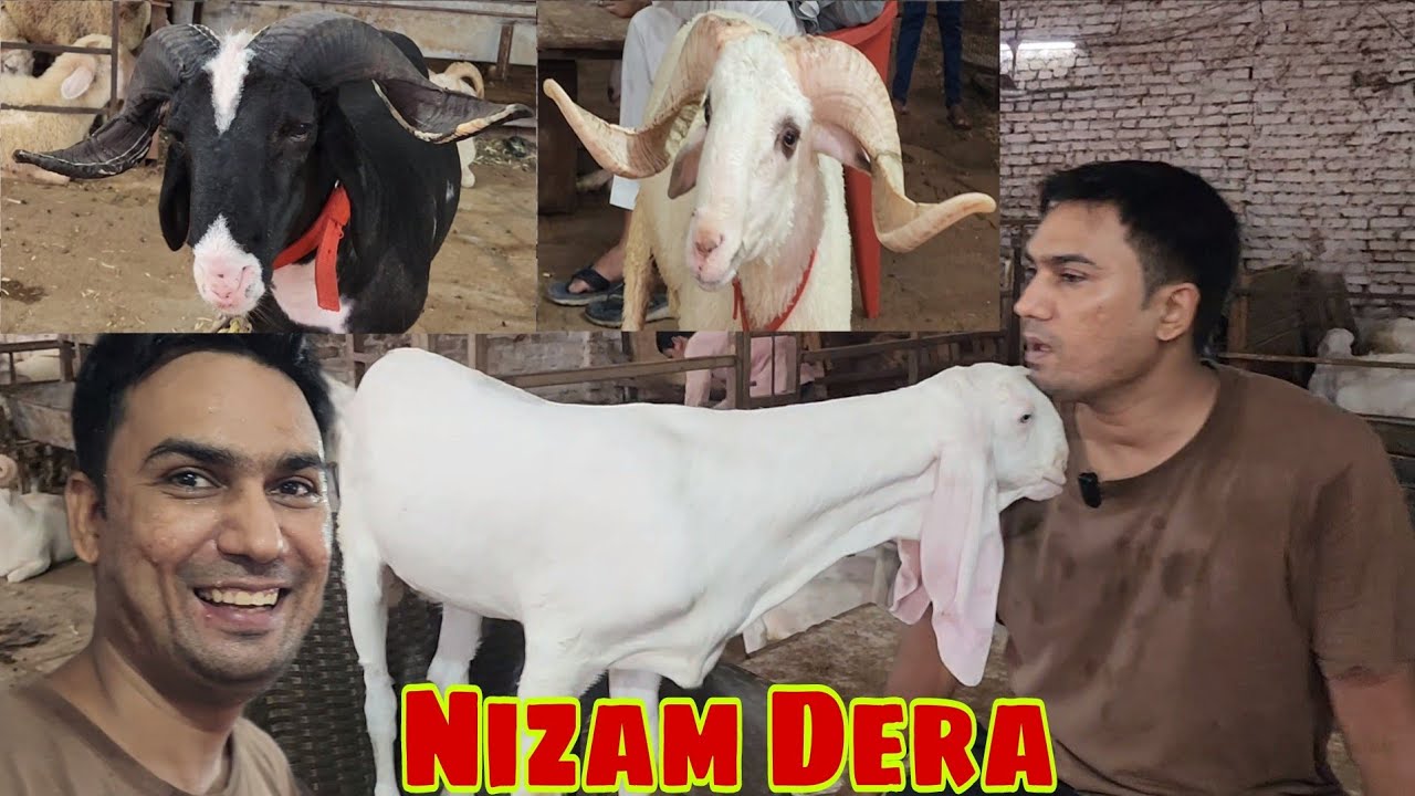 The King Style Collection Vilayti Mende Collection | Nizam Ka Dera Full Tour Vlog Bhiwandi ...