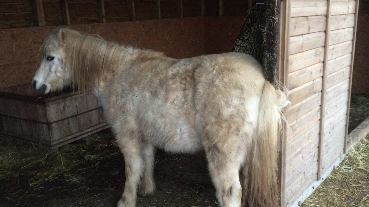 Phoebe Welsh Mountain Pony scratching - YouTube