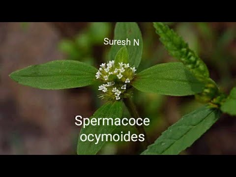 Spermacoce ocymoides#Rubiaceae#Button weed(Suresh N) - YouTube