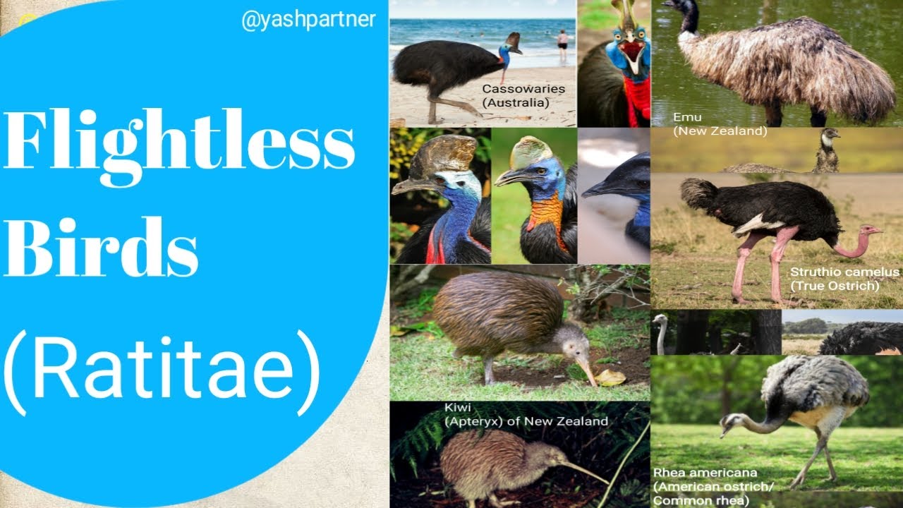 Flightless Birds | Ratitae | @yashpartner #bsc #msc - YouTube