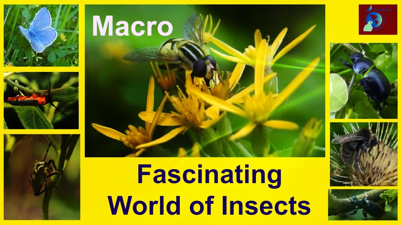 Fascinating World Of Insects- Beautiful Macro Video - YouTube