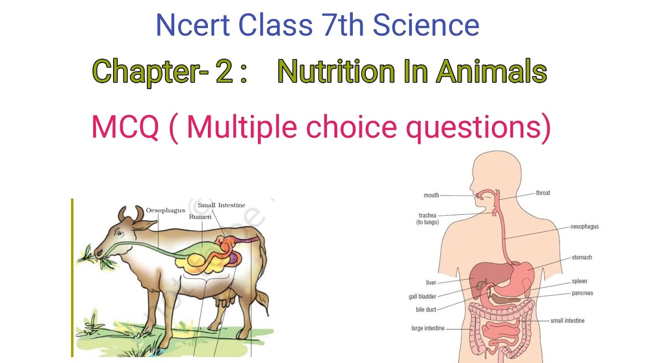 ncert class 7th science chapter 2 nutrition in animals | MCQ | mcq ...