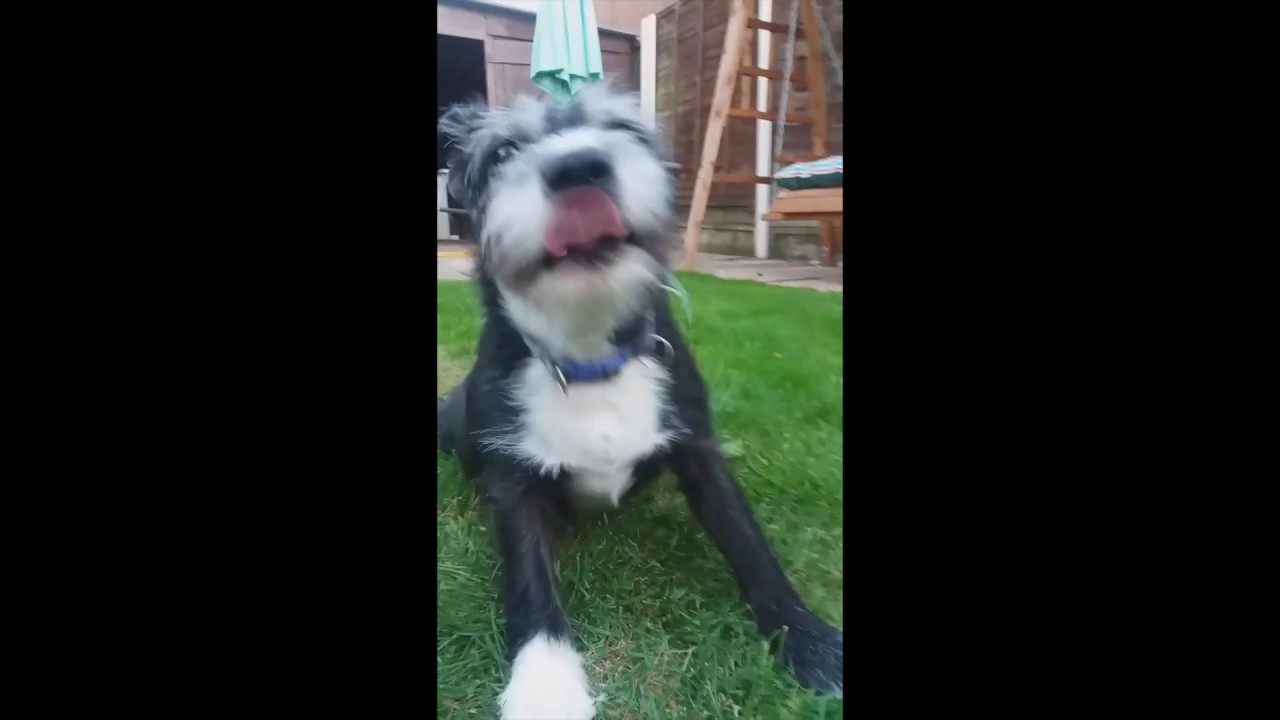 90s Rave Dog Dancing - YouTube