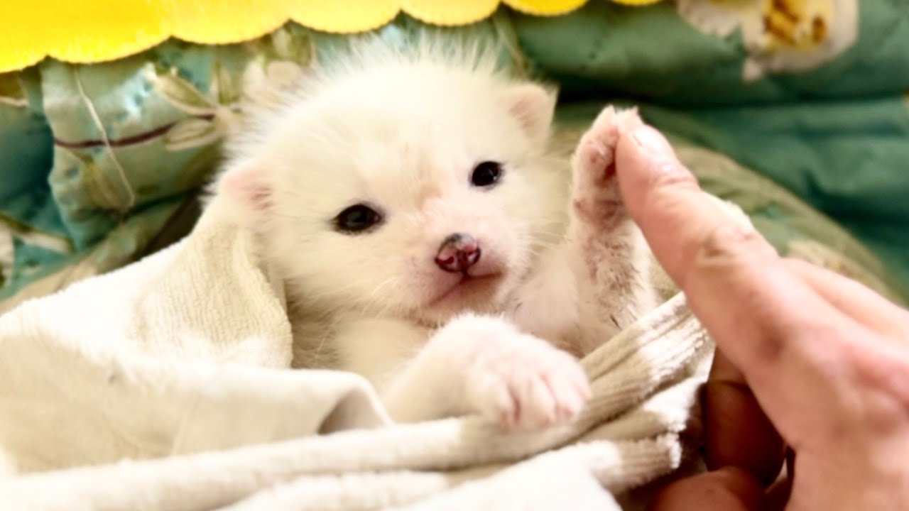 So much fun! The adorable little fox's 🦊 daily antics are both ...