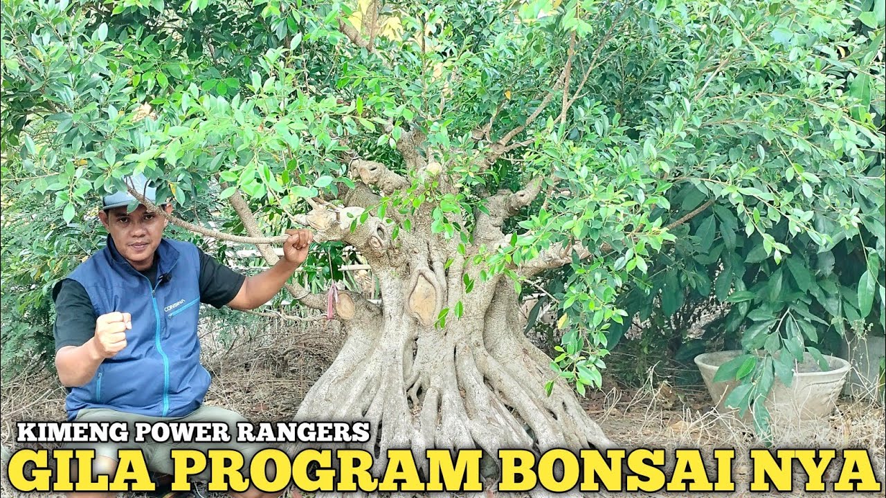 PROGRAM BONSAI KIMENG POWER RANGERS BENER BENAR GILA!! MEWAH DAN ...
