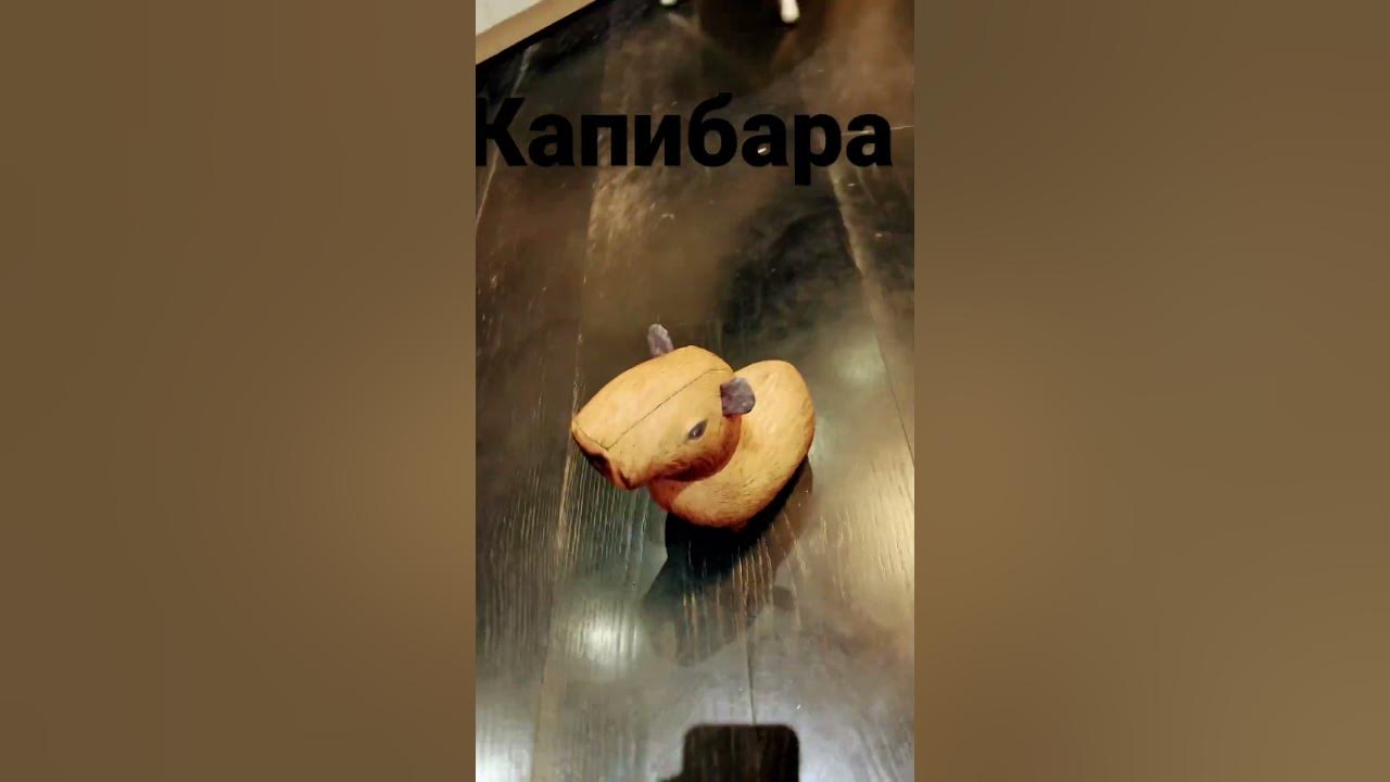 Капибара @ БЛОП ТОП - YouTube