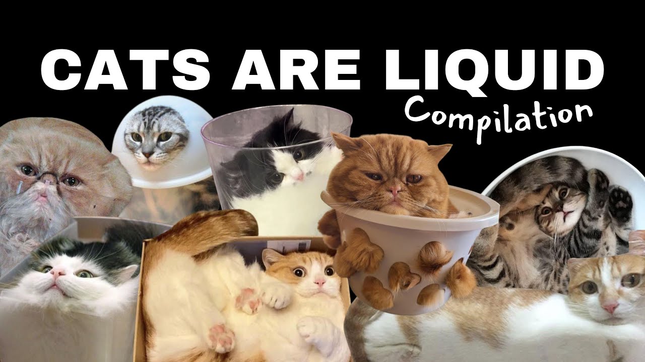 Cats Are Liquid - YouTube