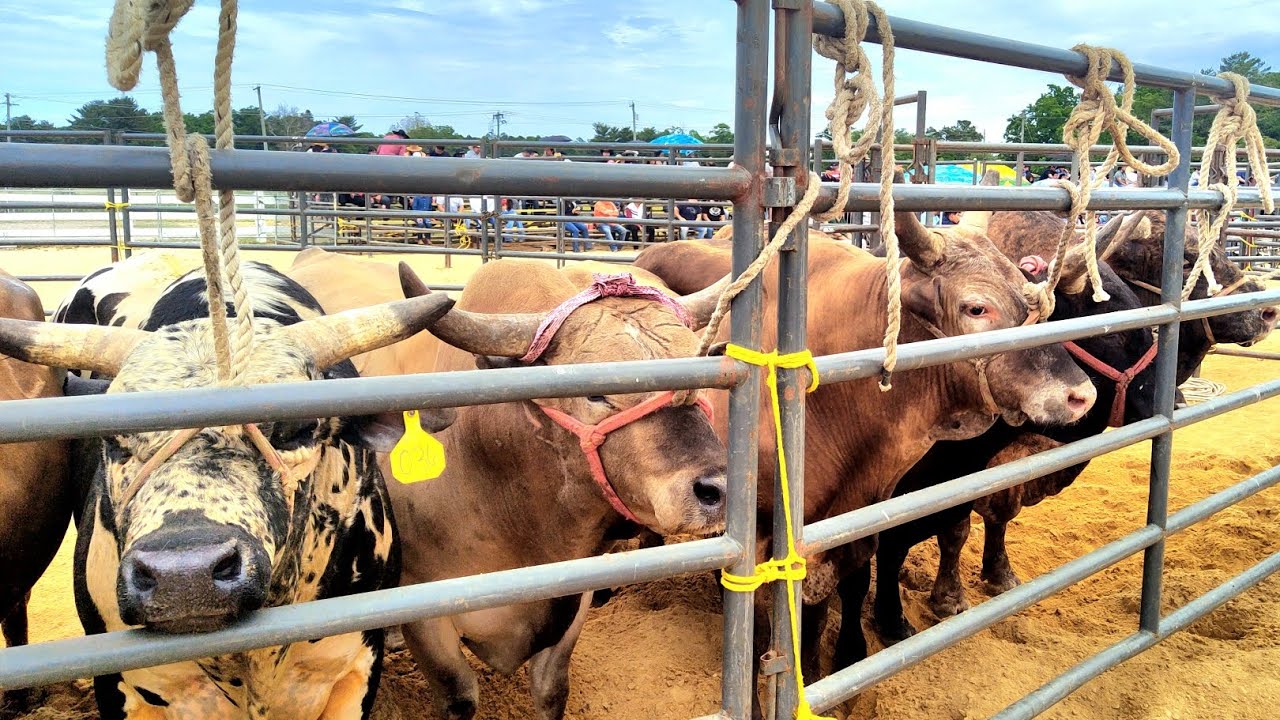 VIENDO Los TOROS De Rancho Barriga Y Rancho El Tesoro Listos ️ Para El ...