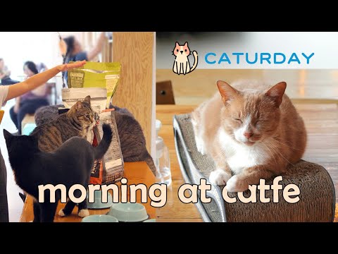 An amusing morning at the Cat Cafe // Catfe, Vancouver, BC | Caturday