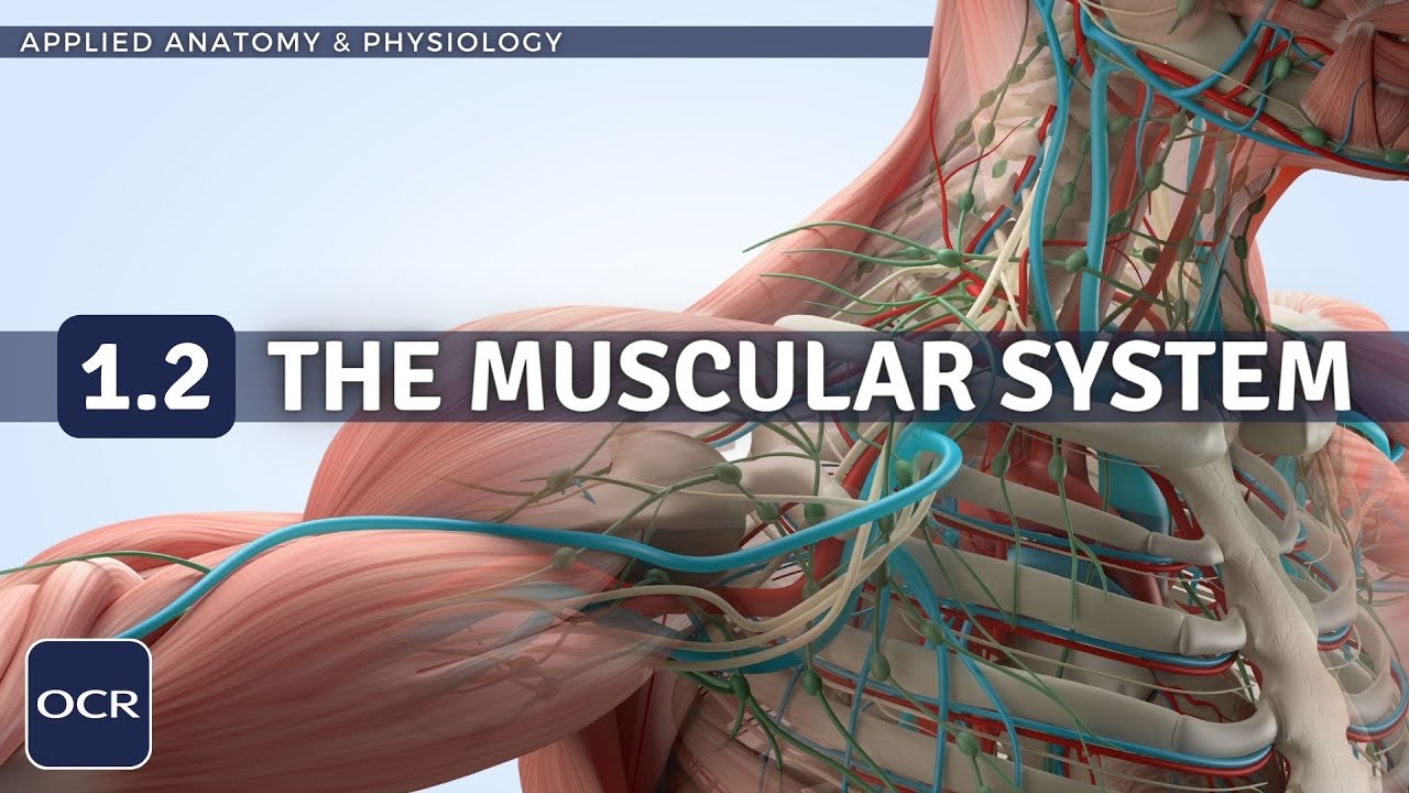 OCR GCSE PE - THE MUSCULAR SYSTEM structure & function - Applied ...