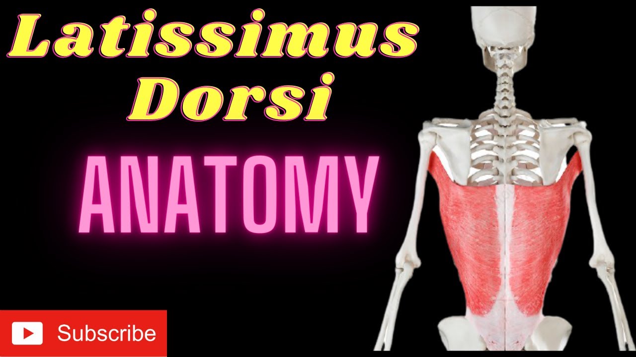 Latissimus dorsi muscle | Muscle Anatomy | origin, insertion, function ...