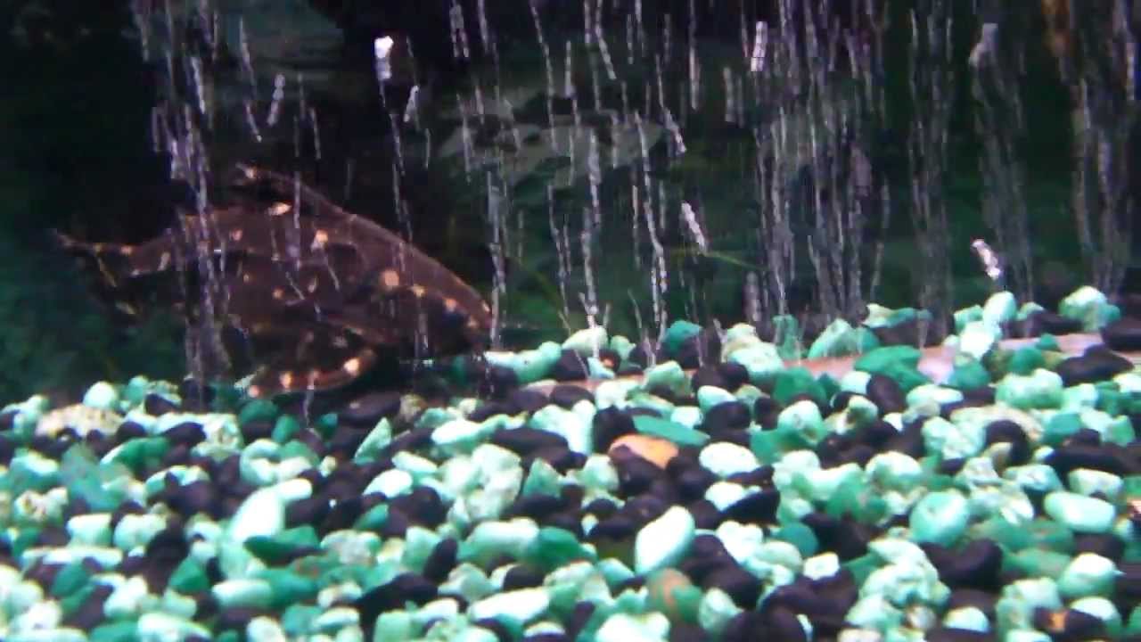 charlie fish. - YouTube