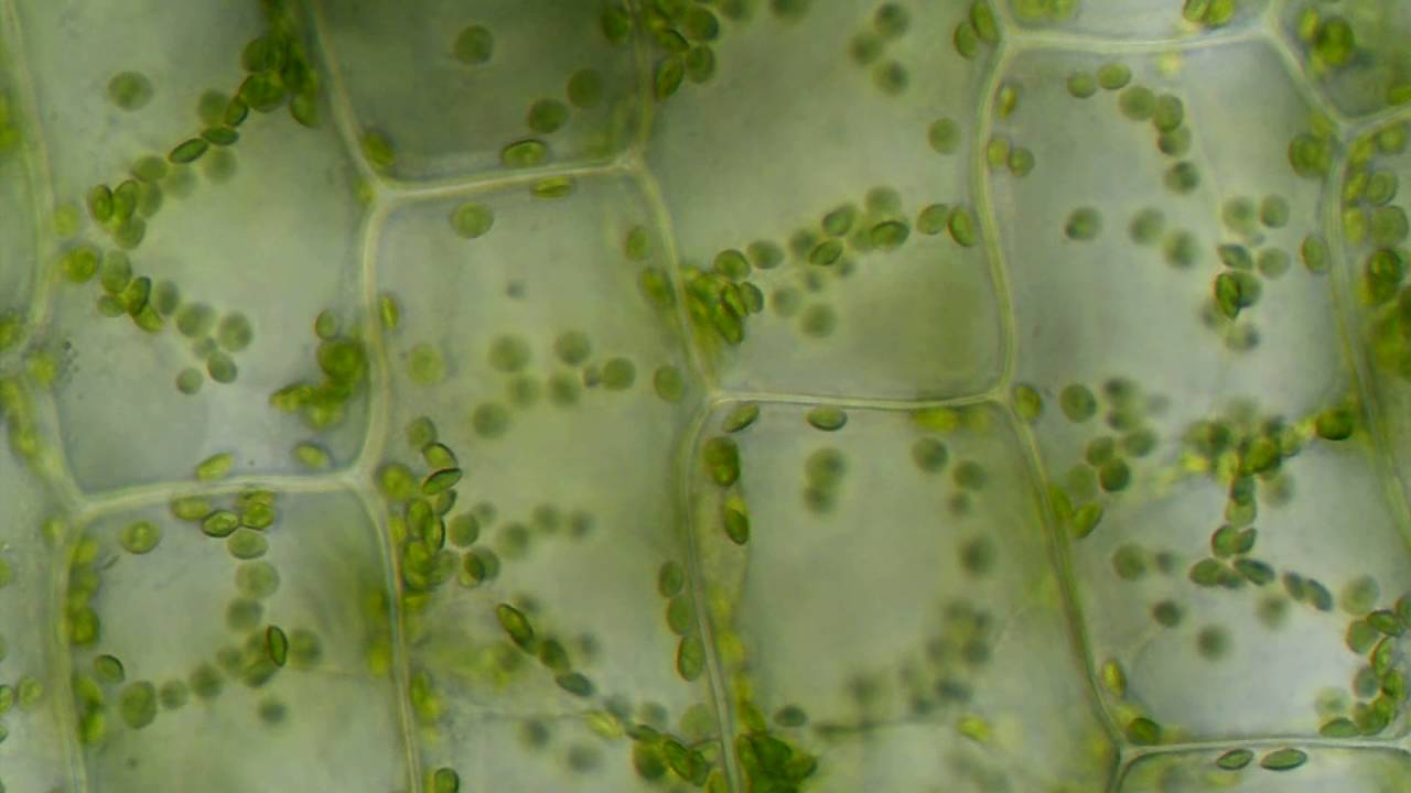 Moczarka kanadyjska pod mikroskopem - YouTube