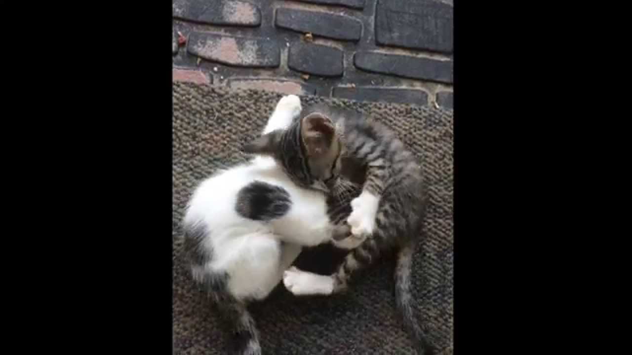 What happens when Kitten becomes UNDERTAKER.. (WWE RAW) - YouTube