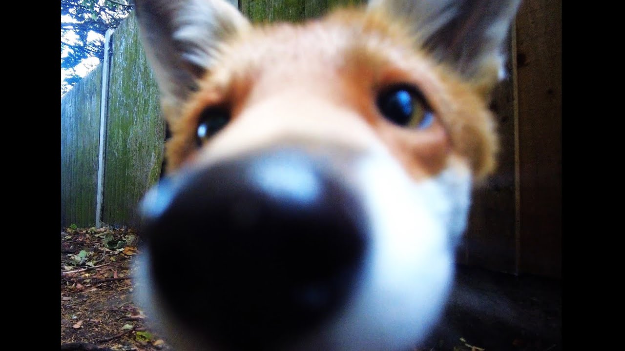 Hello little fox cub - YouTube