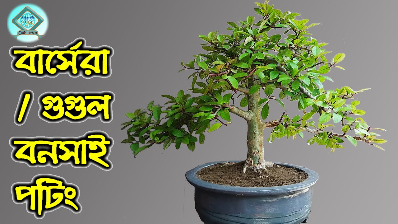 বারসেরা বনসাই পটিং | Broom style Bonsai Potting | Guggul Bonsai Potting ...