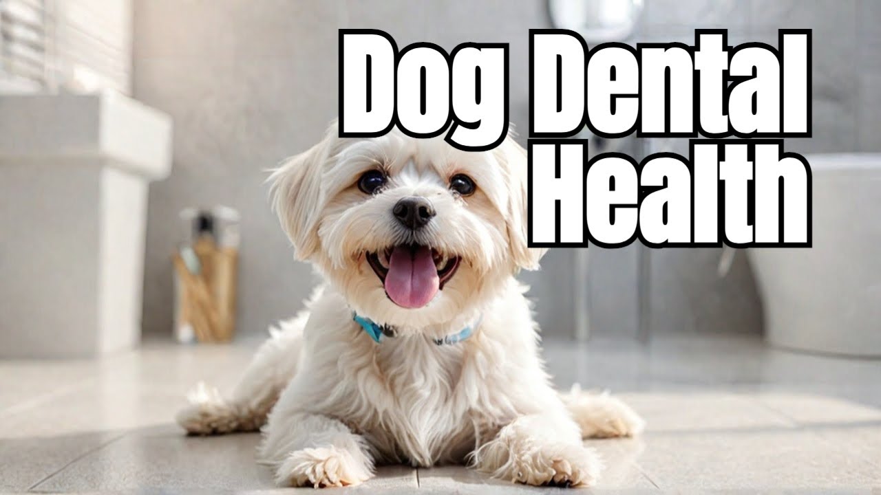 Maltese Dog Dental Teeth Cleaning - YouTube