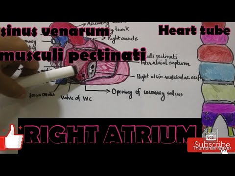 RIGHT ATRIUM-EXTERNAL AND INTERNAL FEATURES - YouTube
