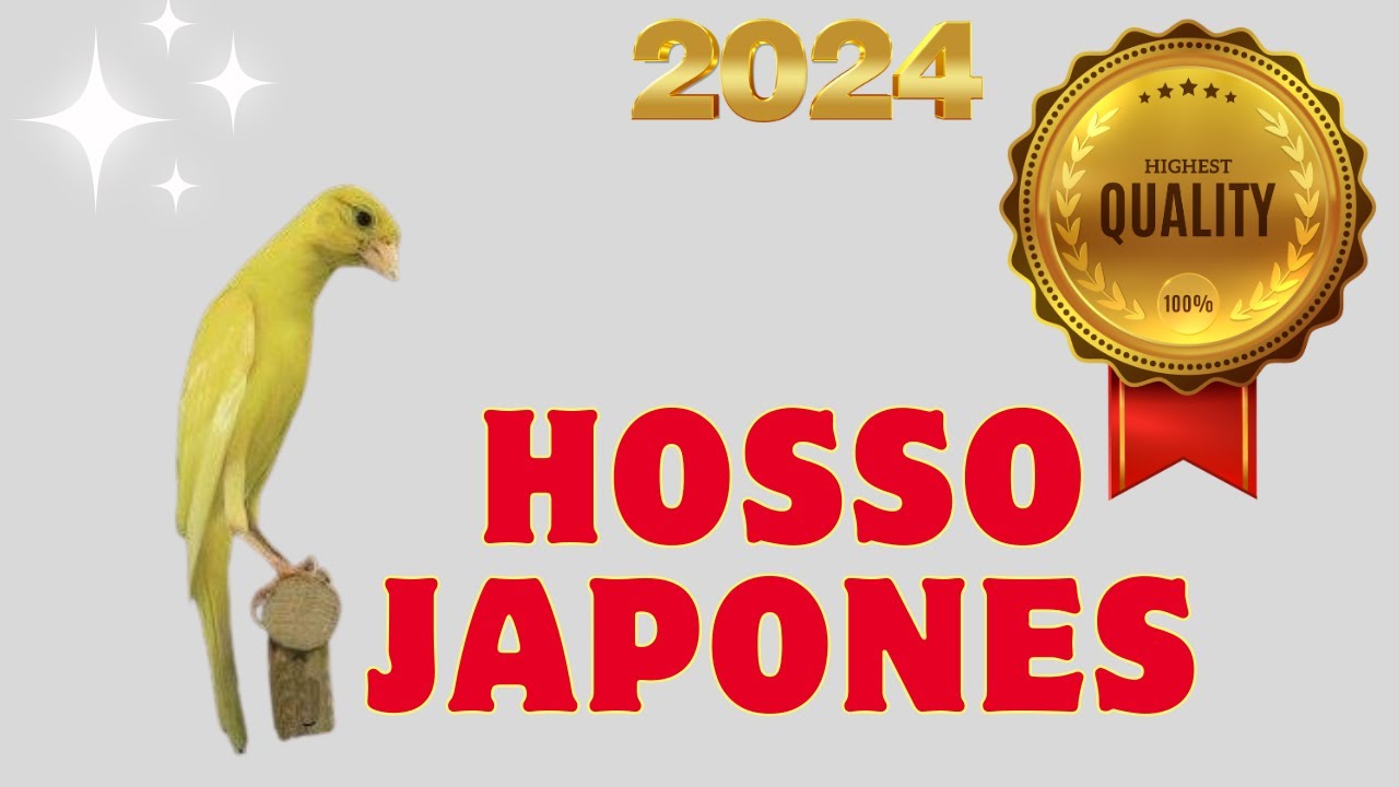 CRIA DE HOSSO JAPONES - YouTube