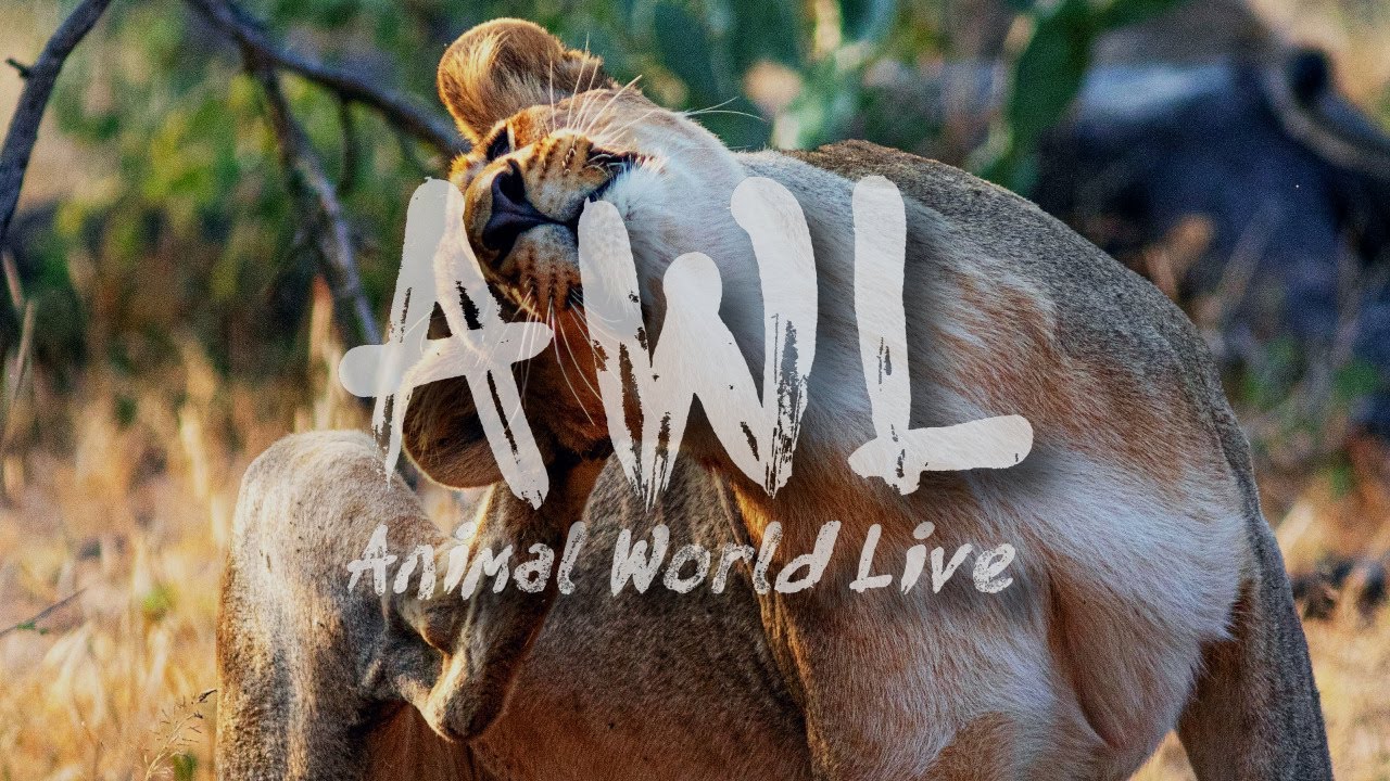 Animal World LIVE | 28 April 2020 - YouTube