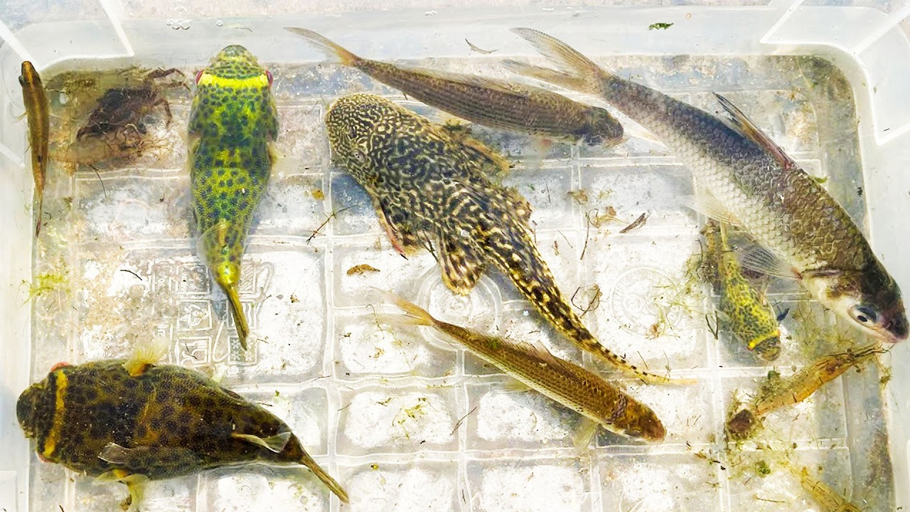 Found and record many insects in dead wood. puffer, pool barb fish ...
