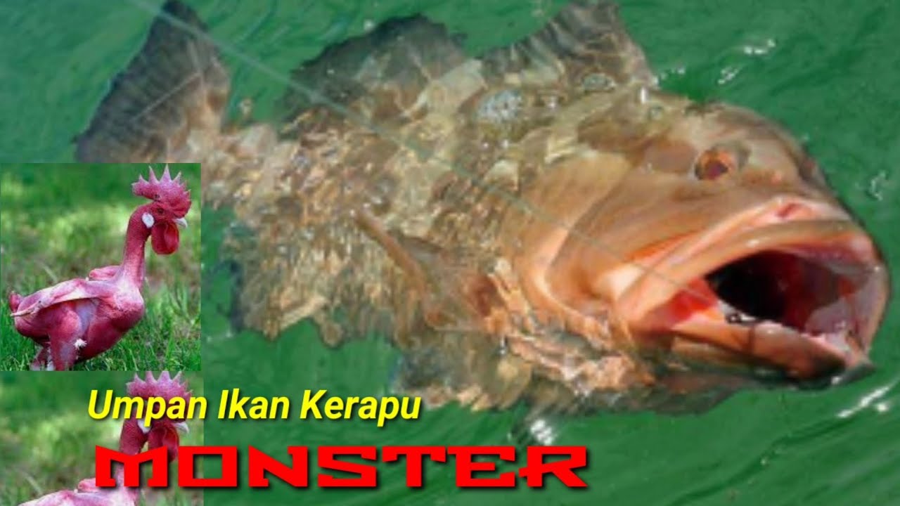 Mancing Ikan Kerapu Karang, Kerapu Cantang, Kerapu Sunuk, Kerapu Batik ...