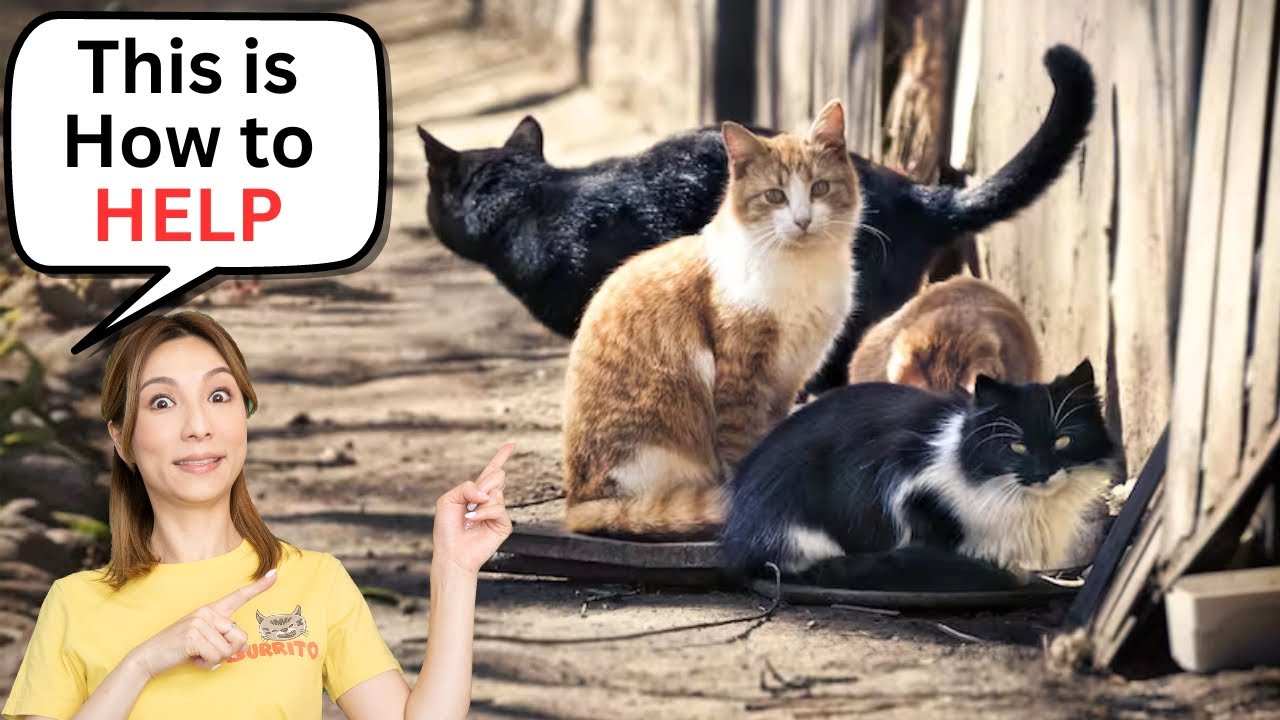 Cats Helping Each Other