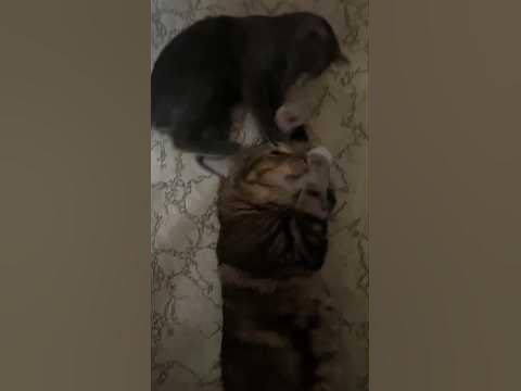 When The Cat Nip Hits #shorts #cat #funny - YouTube