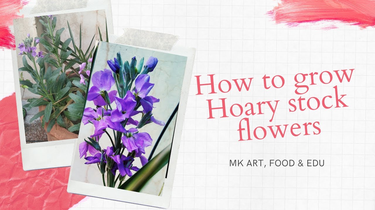 how to grow Hoary stock flowers #springflowers - YouTube
