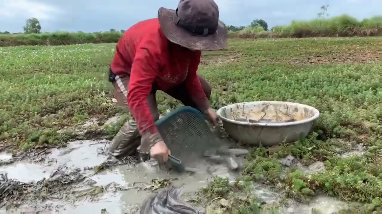 WOW! catch a lot of fish in mud the fields by the road by hand - YouTube
