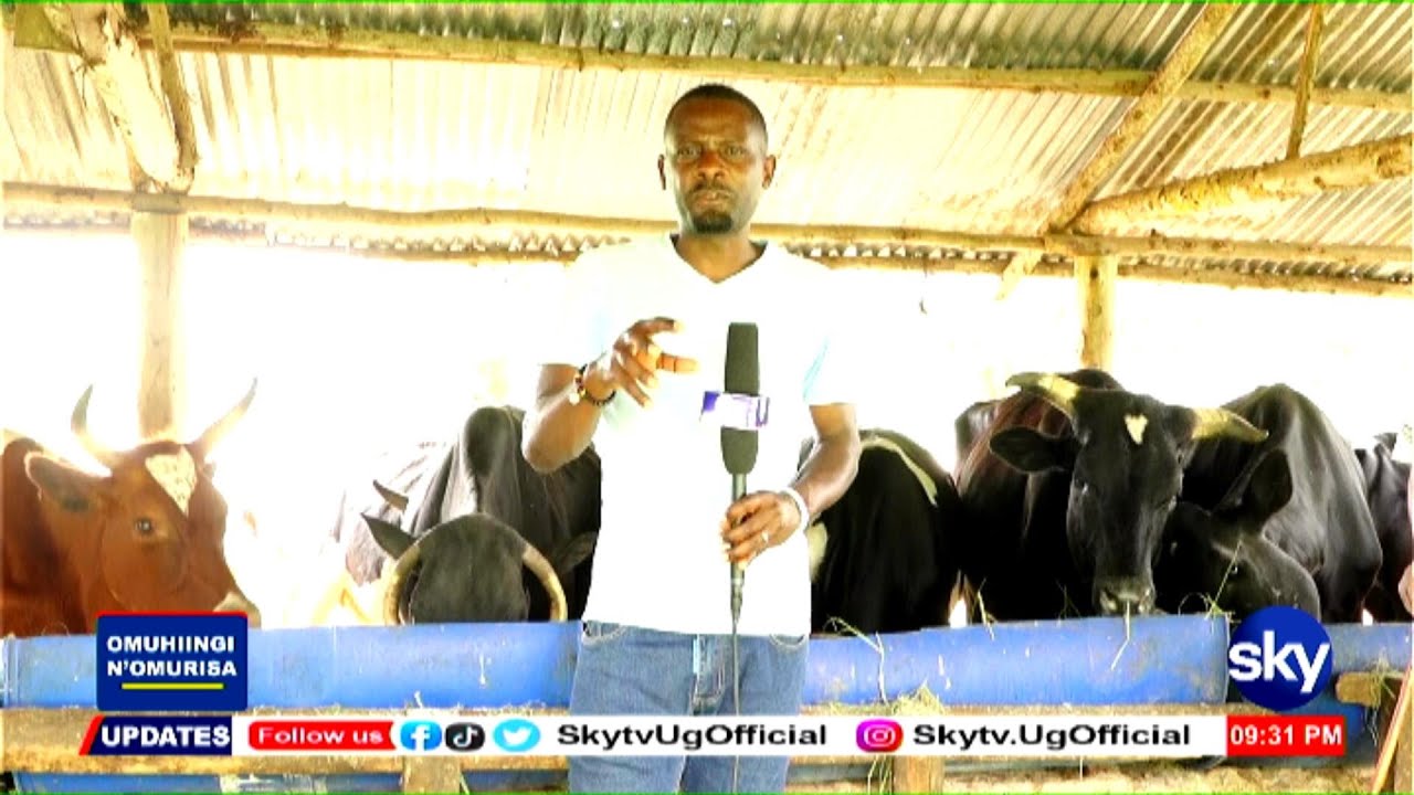 Omuhingi N'omuriisa- Yega enkoresa y'omurembe kuruga Kikuube | 11th ...