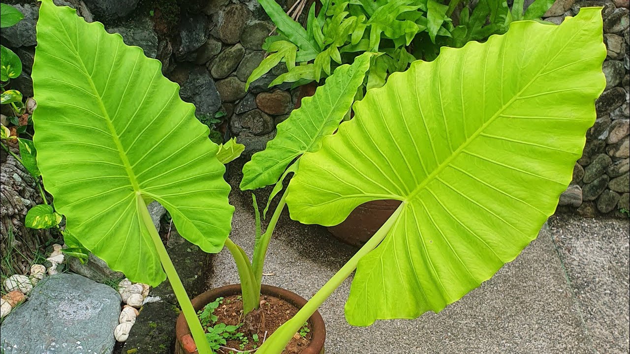 Family overnight swimming @ Laguna| Best experiences with Family - YouTube