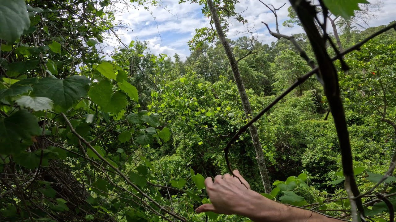 Florida Man Climbs Tree Covered in Vines - YouTube