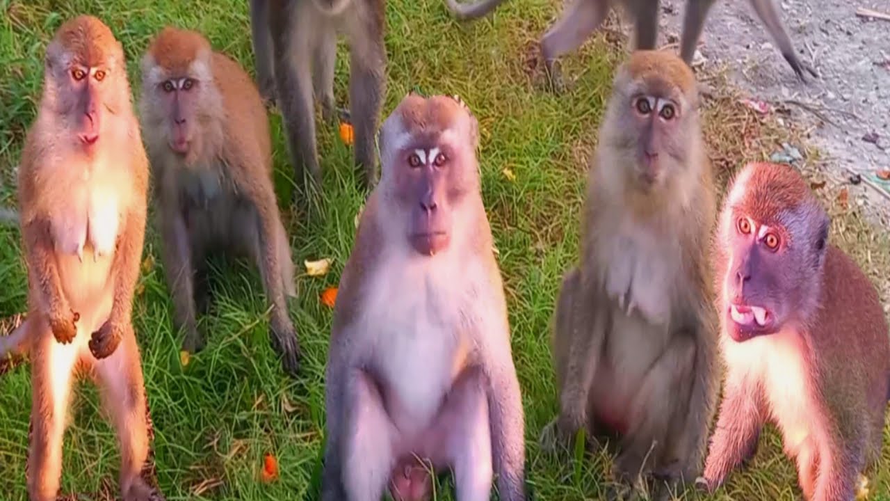 Cute baby monkey group eat bread and oranges #cute #monkey #foryou ...