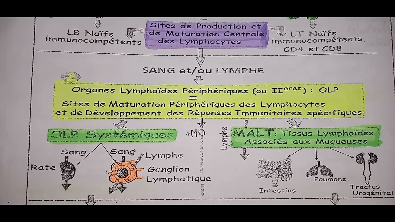Les organes lymphoïdes Centraux et Périphériques (OLC et OLP) - YouTube