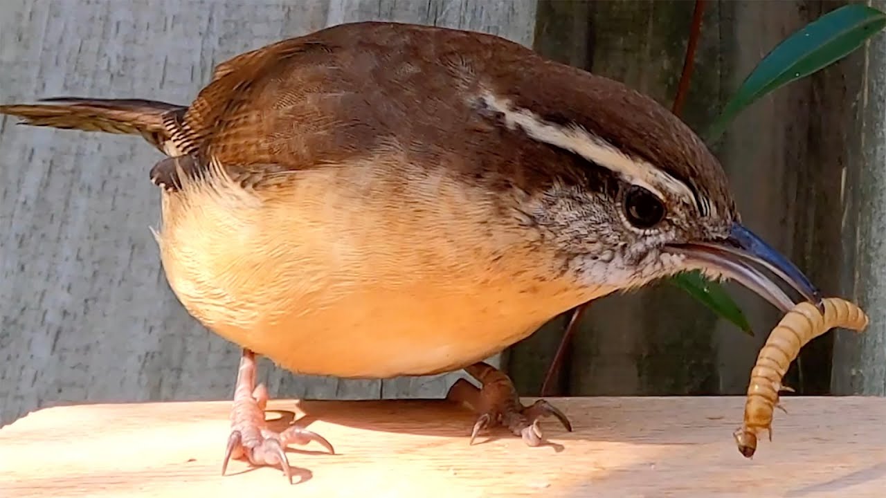 How Many Mealworms can a Carolina Wren Eat? - YouTube